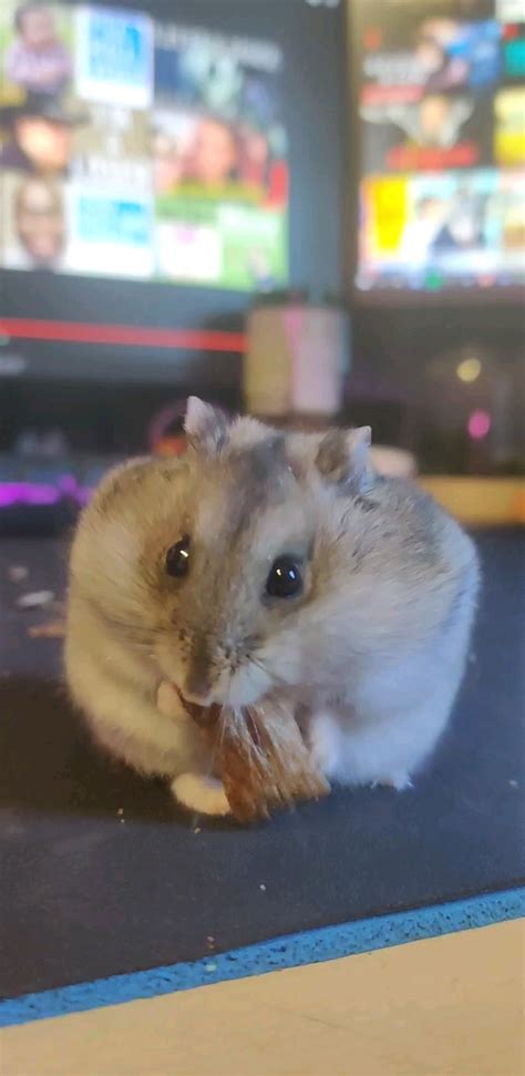 Lil Chonker Having A Snacc Rhamsters