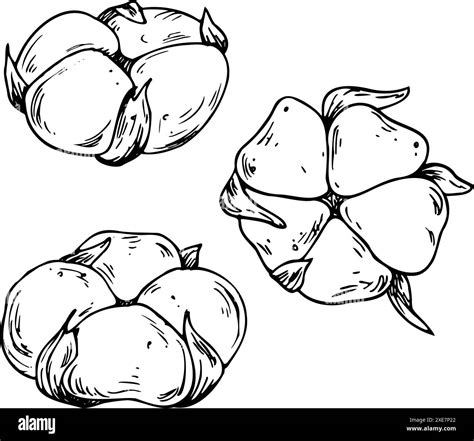 Cotton Three Flowers From Different Angles Line Art Is A Simple Hand
