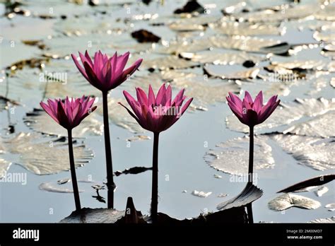Four Pink Lotus Flower In Pond Nelumbo Nucifera Sacred Lotus Laxmi