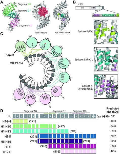 Binding Of Kapβ2 To The Py Nls Of Fus Is Segmental A Left A Crystal