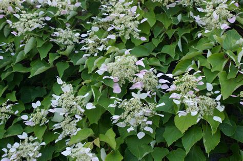 Photo 22480 Schizophragma Hydrangeoides Roseum Plant Lust