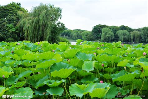 闵行体育公园荷花摄影图自然风景自然景观摄影图库昵图网