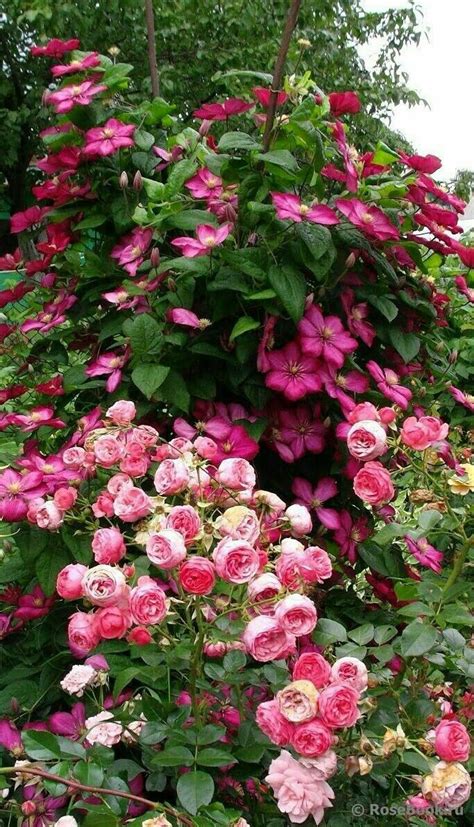 A Super Climbing Duo With Clematis The President Artofit