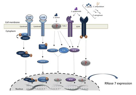 Table 2 From The Antimicrobial And Immunomodulatory Function Of Rnase 7