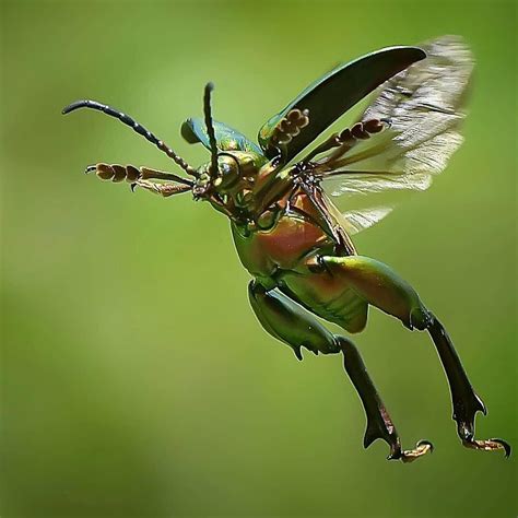Discover Nature Insectguru Instagram Photos And Videos Weird Insects Cool Insects