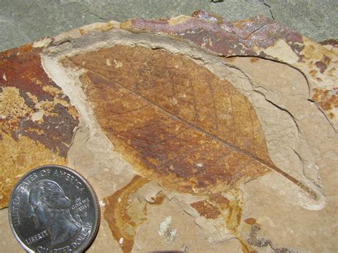 Leaf Member Collections The Fossil Forum