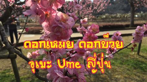 ชมดอกเหมยบาน เมืองมิโตะ ญี่ปุ่น 2017 Youtube