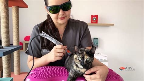 Laserterapia como ela pode ajudar meu pet a se recuperar de uma lesão