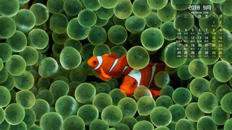 最新高清壁纸 彼岸桌面壁纸