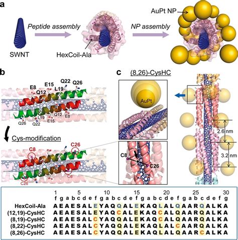 Synthesis Of Aupt Np Superstructures On A Swnt Linked By Peptide A