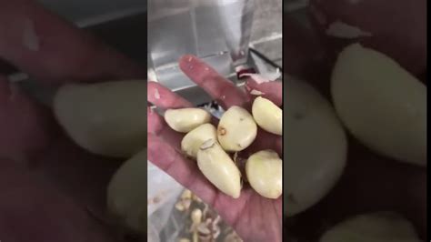 마늘 대량 껍질 까기 까는 기계 자동 제거기 박피기 탈피기 도구 쉽게 까는법 통마늘 Youtube