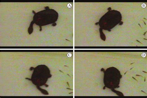 Sequential Cycle Of The Rotation Movement During A Left Turn Pivoting