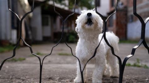 Was Ist Zu Tun Wenn Der Hund Ihres Nachbarn Nicht Aufhört Zu Bellen