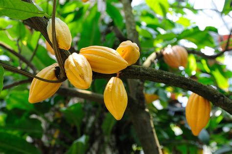 Chocolate Industry Giants Bullish On Business Despite Soaring Cocoa Prices
