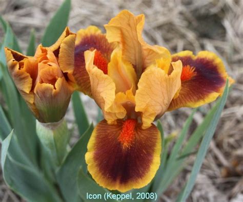 Dwarf Iris Society