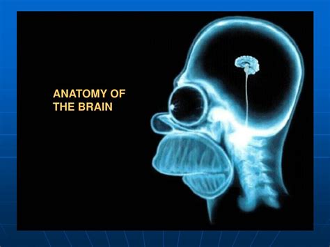 Ppt Cvd Stroke Septemius A Pansacola Rnmd Powerpoint Presentation