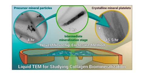 Liquid Transmission Electron Microscopy For Probing Collagen