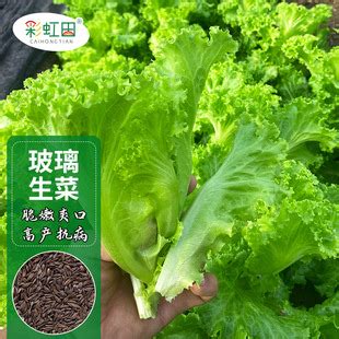 香港玻璃生菜种子速生大速生菜春夏秋冬四季阳台生菜种籽支持代发 阿里巴巴