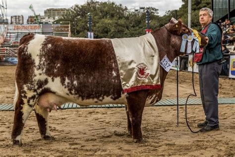 Conocé el origen de las principales razas bovinas presentes en La Rural LA NACION