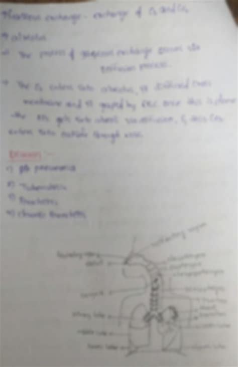 Solution Human Respiratory System Notes Studypool