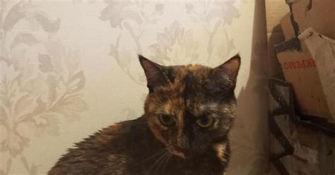 This Is My Cat Her Name Is Phoebe She Doesnt Like When Someone Picks