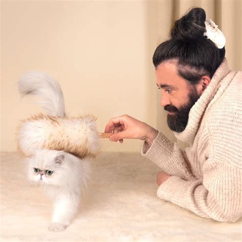 Free Clip Persian Cat Download Free Clip Persian Cat Png Images Free