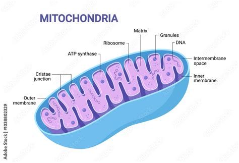 Vector Diagram Of Mitochondria Cross Section View Medical Infographics Stock Vector Adobe Stock