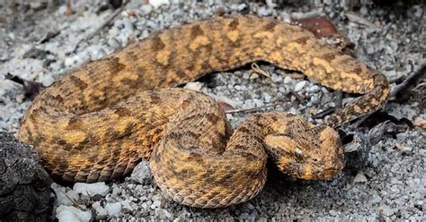 Red Adder Bitis Rubida From Ceres South Africa Dangerously Venomous
