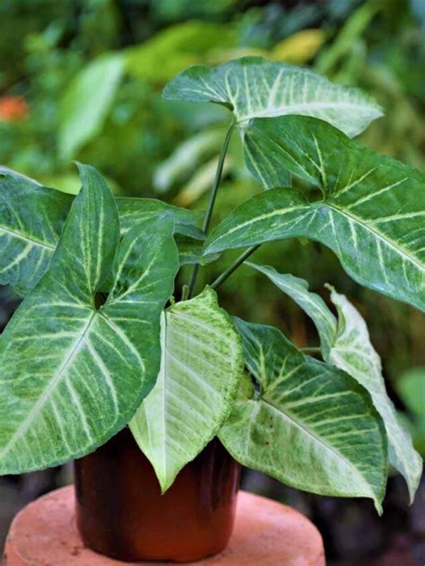 Tips To Care Syngonium Plants Voice Of Plant