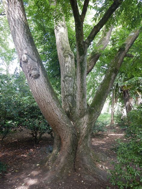 Phellodendron Chinense Trees And Shrubs Online