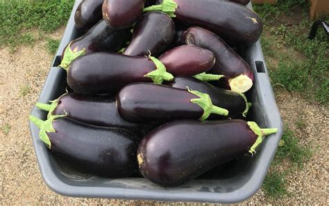 Understanding And Managing Cucumber Mosaic Virus
