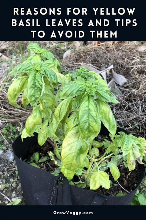 Why Do Basil Leaves Turn Yellow Preventive Solutions