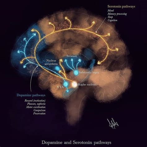 Serotonin Pathway In The Brain