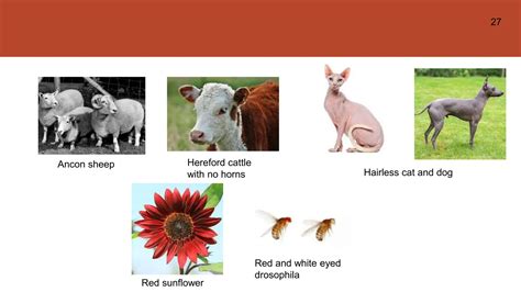 Mutation And Its Evolutionary Significance Pptx