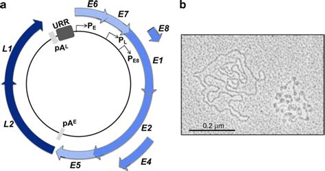 Hpv Genome Organization A The Circular Double Stranded Hpv Genome Is