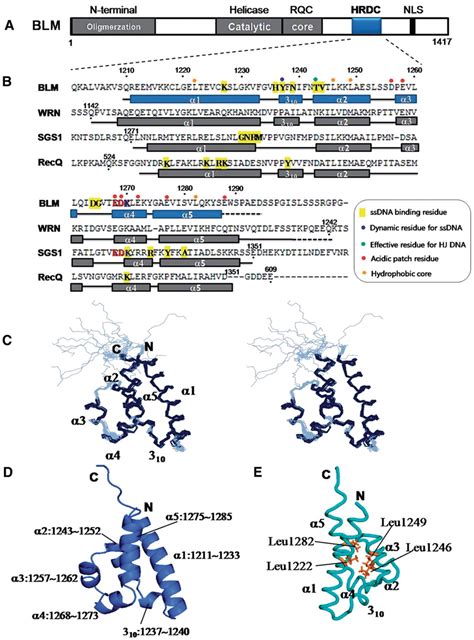 Structure Of The Human Blm Hrdc Domain A Schematic Diagram Of Download Scientific Diagram
