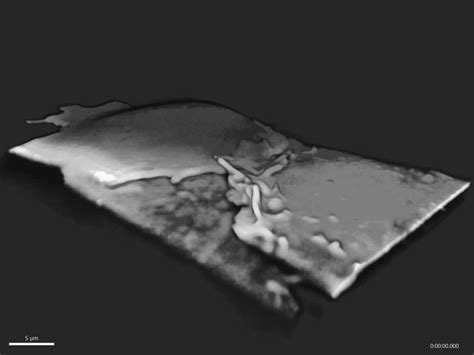 Figures And Data In Endothelial Junctional Membrane Protrusions Serve