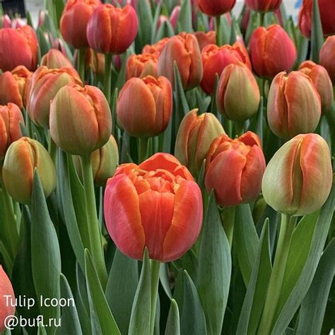 Tulip Icoon авторское фото BUFL RU Daffodils Wedding Inspiration Rose