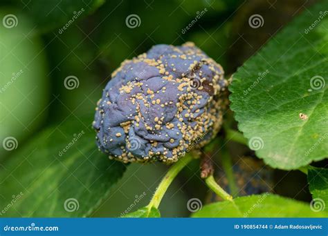 Plant Disease Mango Leaves Disease Stock Image 101396803