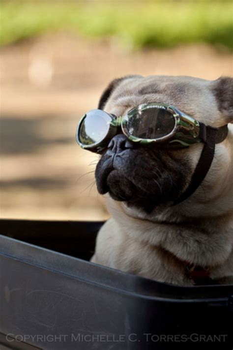 Best The Pug Bug Images On Pinterest