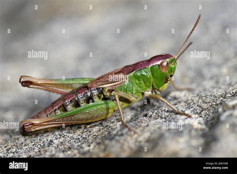 Meadow Grasshopper Chorthippus Parallelus Female Pink Colouration