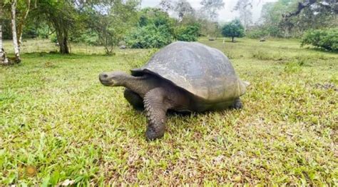 Ecuador Views Tortoises In The Galápagos Islands Boomers Daily