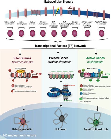 Dynamic Genome Architecture In The Nuclear Space Regulation Of Gene Download Scientific
