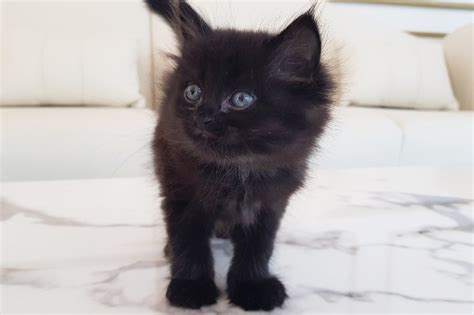 대구 2019 0008 페르시안 혼종 책임분양 강아지무료분양 고양이무료분양 도그마루 보호소 유기견 고양이입양 유기견보호센터 무료분양 유기견무료분양 유기묘보호소