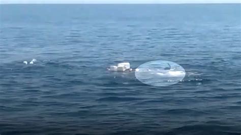Люди Заметили в Море Кучу Мусора Присмотрелись и Бросились на Помощь