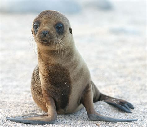 Filesea Lion Pup