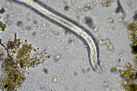 Premium Photo A Close Up Of A Plant Stem Under A Microscope
