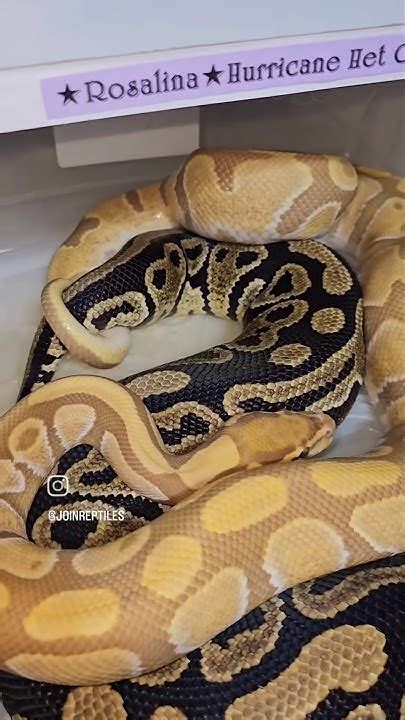 Future In Making 🤞😉👌 Pythonregius Royalpythons Ballpython Python