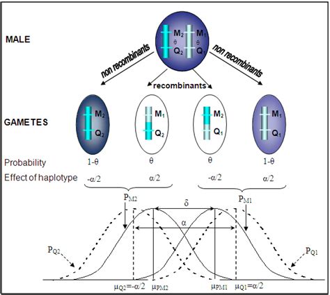 Detection Of Qtl With A Single Bi Allele Marker Adapted To Gautier