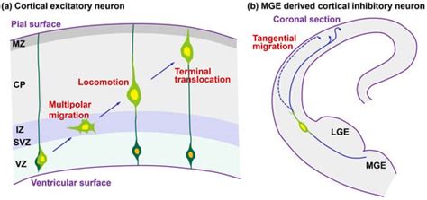 Brain Sciences Special Issue Neuronal Migration And Cortical Development
